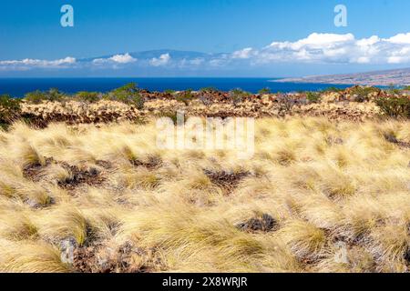 grazing lands of Parker Ranch and Haleakala of Maui in background, Big ...