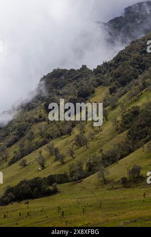 Plants grow in the unique high altitude ecosystem known as the Paramo ...