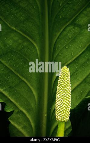 USA, Washington State. Skunk cabbage close-up Stock Photo - Alamy
