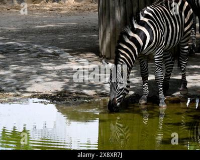 zebra from berlin zoo in germany. detailed pattern in fur Stock Photo ...