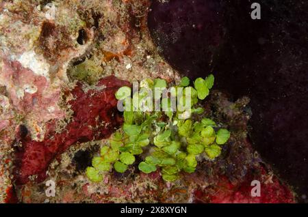 Green alga, Halimeda sp., Halimedaceae, Watamu Marine Nationa Park ...