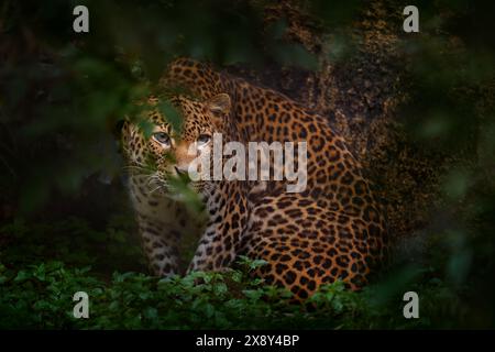 Javan leopard (Panthera pardus melas) sitting on fallen tree trunk in ...