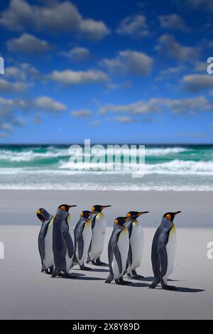 Group of king penguins coming back together from sea to beach with wave ...