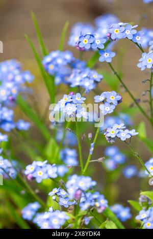 close-up of forget-me-not plant with blue flowers shot outdoor in sunny ...