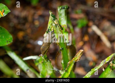 Slugs eating fresh green spring growth in a Scottish garden Stock Photo ...