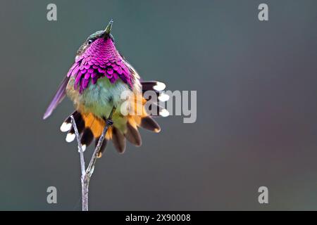 Wine Throated Hummingbird sitting on a branch Stock Photo - Alamy