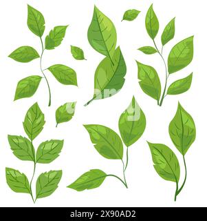 Birch leaf icon. Simple illustration of birch leaf vector icons set ...