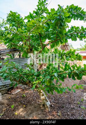 Close up of a yellow pomelo plant in a garden in Hanoi in Vietnam, Asia ...