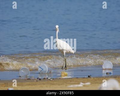 Pacific Reef Heron light morph Egretta sacra Sabah, Malaysia, Borneo ...