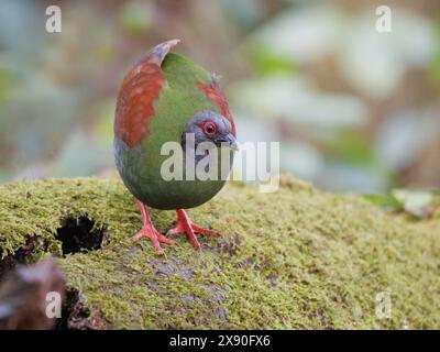 Crested Partridge female Rollulus rouloul Sabah, Malaysia, Borneo, SE ...