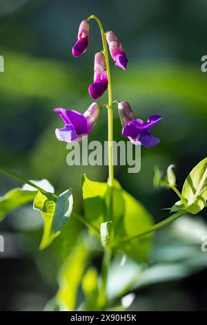 Spring pea flowering Stock Photo - Alamy