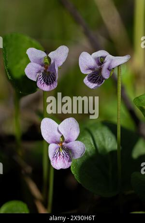 Alpine marsh violet flowering Stock Photo - Alamy