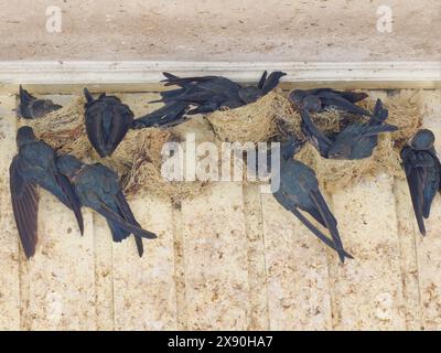Plume Toed Swiftlet nests on building Collocalia affinis Sabah ...