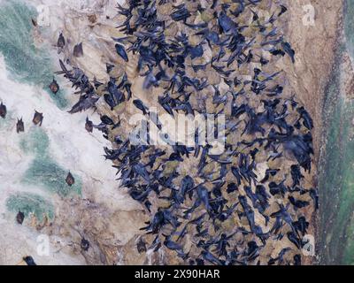 Black-nest Swiftlets (Aerodramus maximus) build their nests on the ...