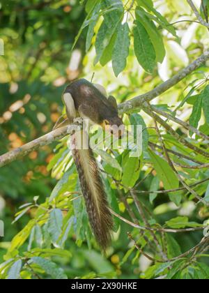 Cream-coloured giant squirrel (Ratufa affinis) from Sepilok, Sabah ...