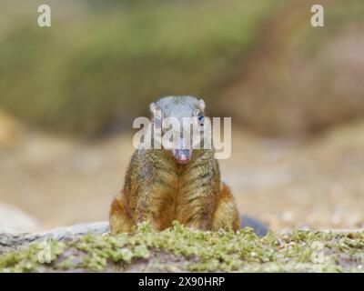 Large Ground Tree Shrew Tupaia tana Sabah, Malaysia, Borneo, SE Asia ...