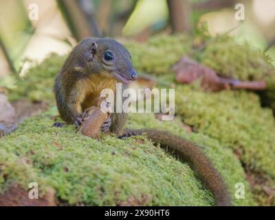Large Ground Tree Shrew eating large beetle Tupaia tana Sabah, Malaysia ...