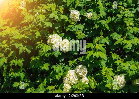 Kalina flowers. Viburnum opulus In Russia the Viburnum fruit is called ...
