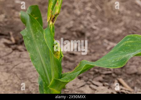 Corn plant with whorl leaf damage from wind blowing dirt and rain ...