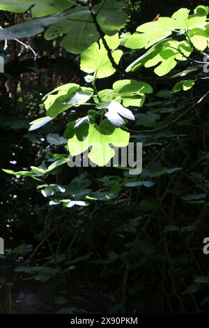 Leaves of fig tree against the light Stock Photo - Alamy