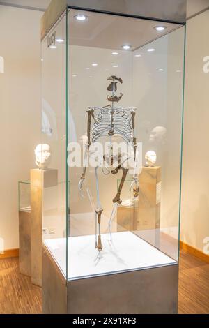 Skeleton of Lucy Australopithecus afarensis Stock Photo - Alamy