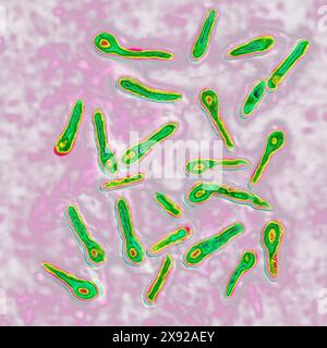 Clostridium tetani or NicolaÃer s bacillus is the bacteria responsible ...