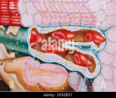 BLOOD CAPILLARY, DRAWING Stock Photo - Alamy