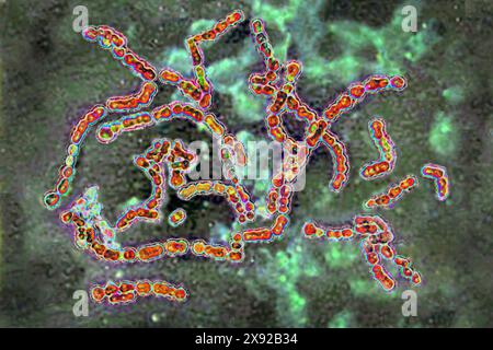 Group A streptococci pyogenes. It is the cause of skin infections ...