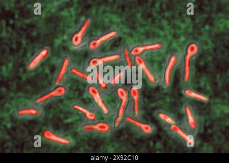 Clostridium tetani or NicolaÃer s bacillus is the bacteria responsible ...