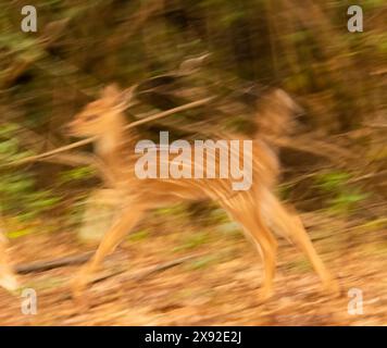 Calf axis or chital (Axis axis) in Kabini. India Stock Photo - Alamy
