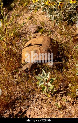 Cute rescued Sonoran Desert tortoise, Gopherus morafkai feeding contentedly in a sunny enclosure ...
