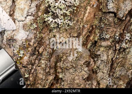 Genus Tipula Large crane Mosquito wild nature insect wallpaper, picture ...