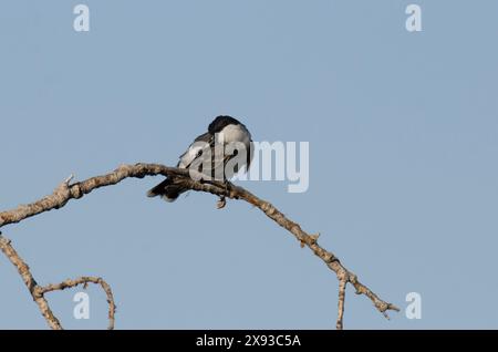Eastern Kingbird, Tyrannus tyrannus, scratching Stock Photo - Alamy