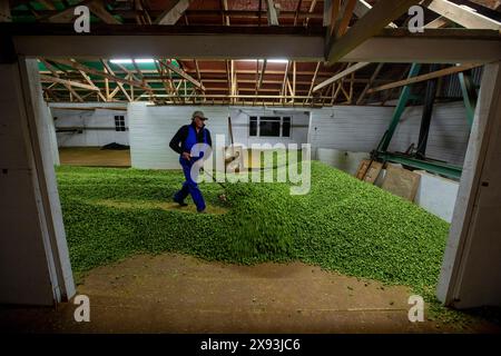 Hop harvest, Wakefield, New Zealand Stock Photo - Alamy