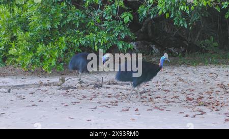 a southern cassowary walking along a beach at etty bay of queensland ...