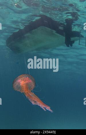 Pelagia noctiluca, also known as the mauve stinger jellyfish in Palma ...