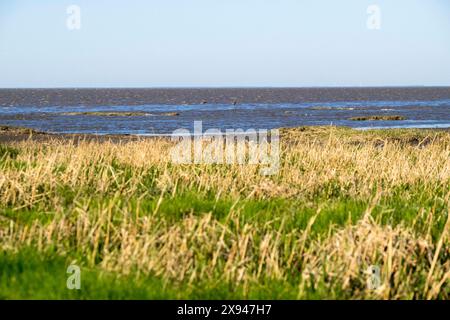 14. 05. 2024 Sylt Das Naturschutzgebiet Morsum Kliff Sylt Schleswig ...