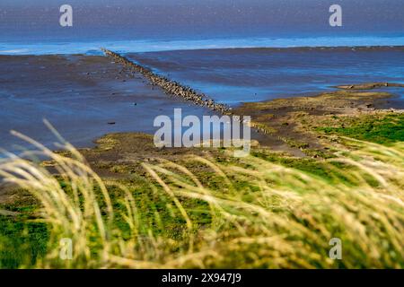 14. 05. 2024 Sylt Das Naturschutzgebiet Morsum Kliff Sylt Schleswig ...