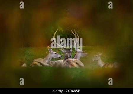 Bactrian deer, Cervus yarkandensis bactrianus lowland subspecies of ...