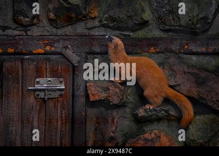 Siberian weasel, Mustela sibirica, mink animal in the stone wall. Urban ...