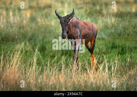 Antelope with young cub. Sassaby, in green vegetation, Okavango delta ...