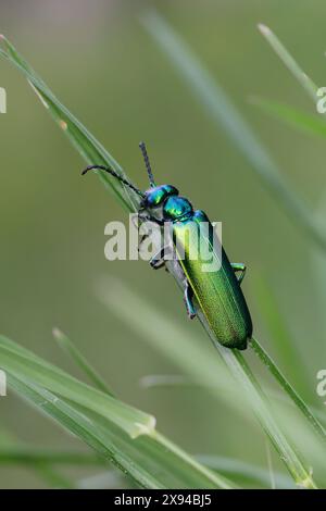 Spanische Fliege, Lytta vesicatoria, Cantharis vesicatoria, Spanish fly ...