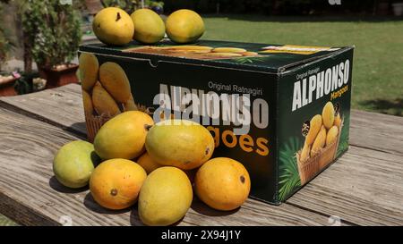 Alphonso mango heap stacked in a box of mangoes to keep ripe Stock ...