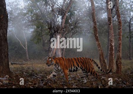 Indian tiger walk between the tree, hidden in the forest. Big orange ...