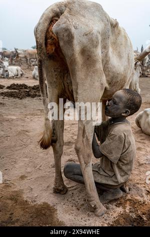 Young boy drinking milk directly from a cow, Mundari tribe, South Sudan ...