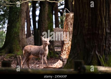A deer stands amidst the lush greenery of the Nara forest, Nara, Honshu ...