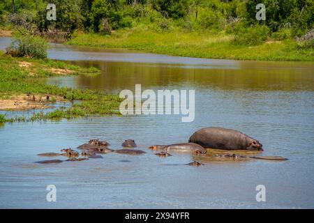 Hippopotamus, Hippopatamus amphibius, in water, Masai Mara National ...