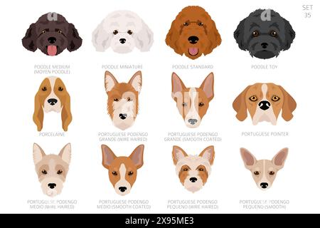 Dog head in alphabet order. All dog breeds. Colour vector design ...