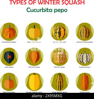 Types of winter squash. Cucurbita pepo. Cucurbitaceae. Fruits and ...