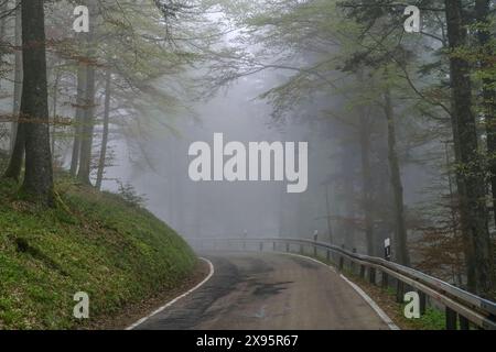 Nebel, geringe Sicht, Straße, Wald am Berg Blauen, Badenweiler, Schwarzwald, Baden-Württemberg ...